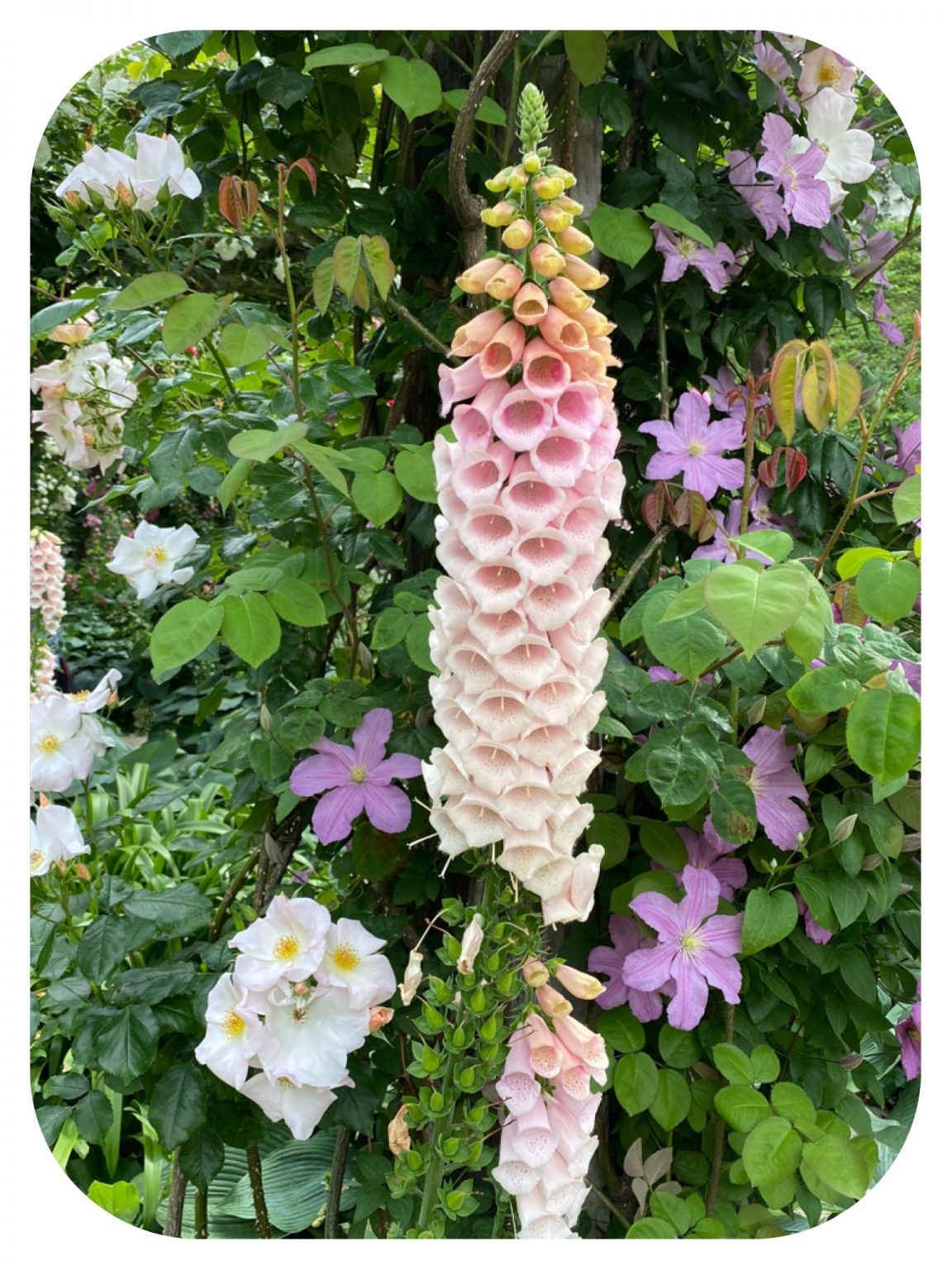 The Amazing Akao Herb And Rose Garden In Atami, Japan And Are We Nearly ...