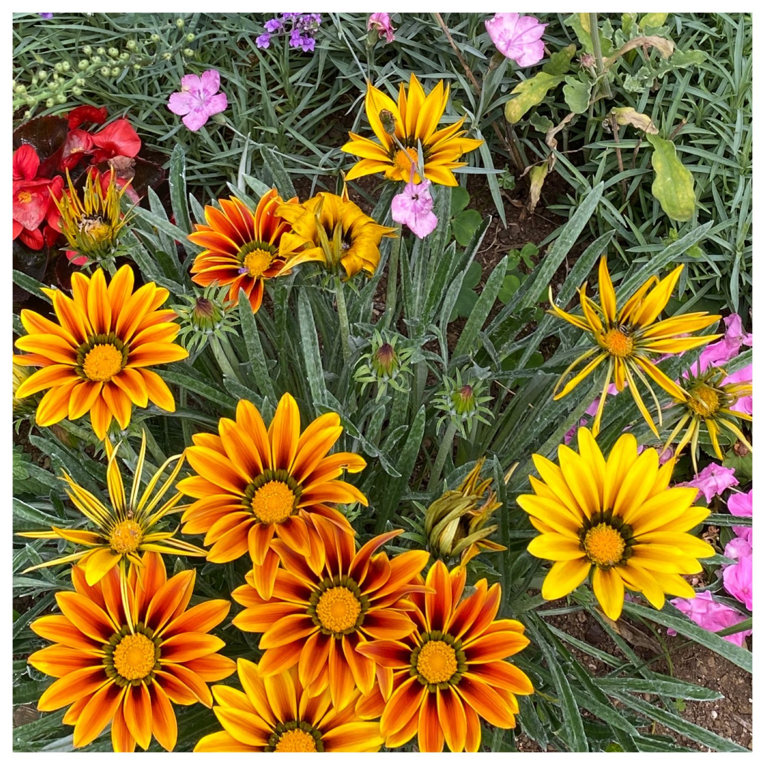 The Amazing Akao Herb And Rose Garden In Atami, Japan And Are We Nearly ...