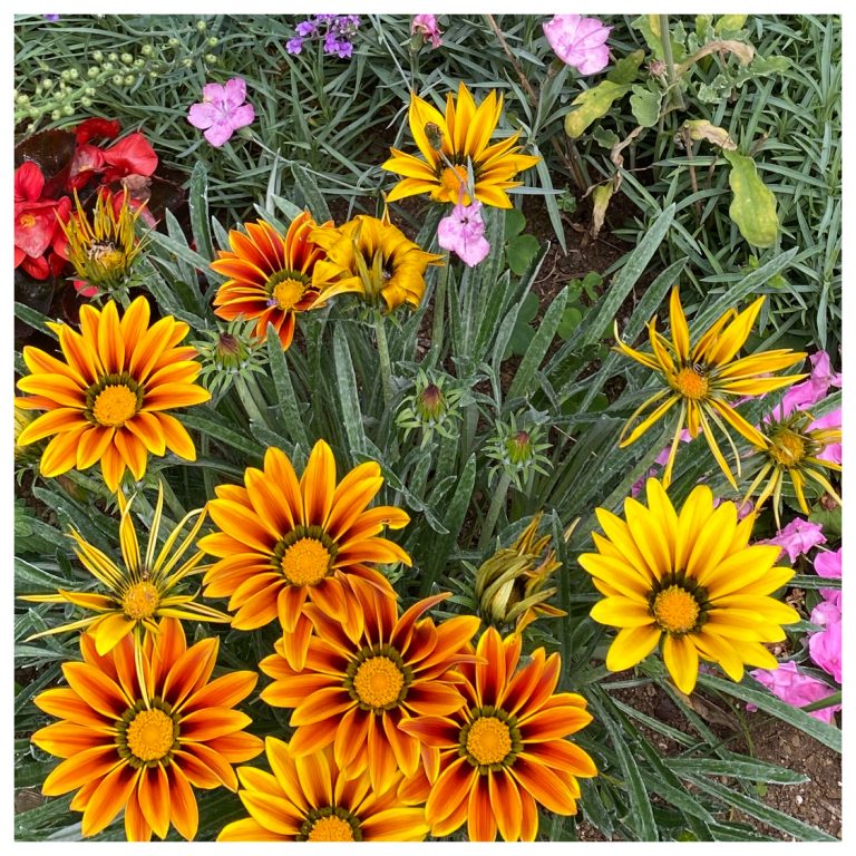 The Amazing Akao Herb And Rose Garden In Atami, Japan And Are We Nearly ...