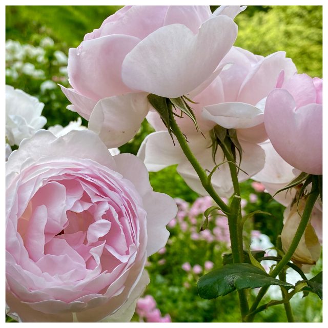 The Amazing Akao Herb And Rose Garden In Atami, Japan And Are We Nearly ...