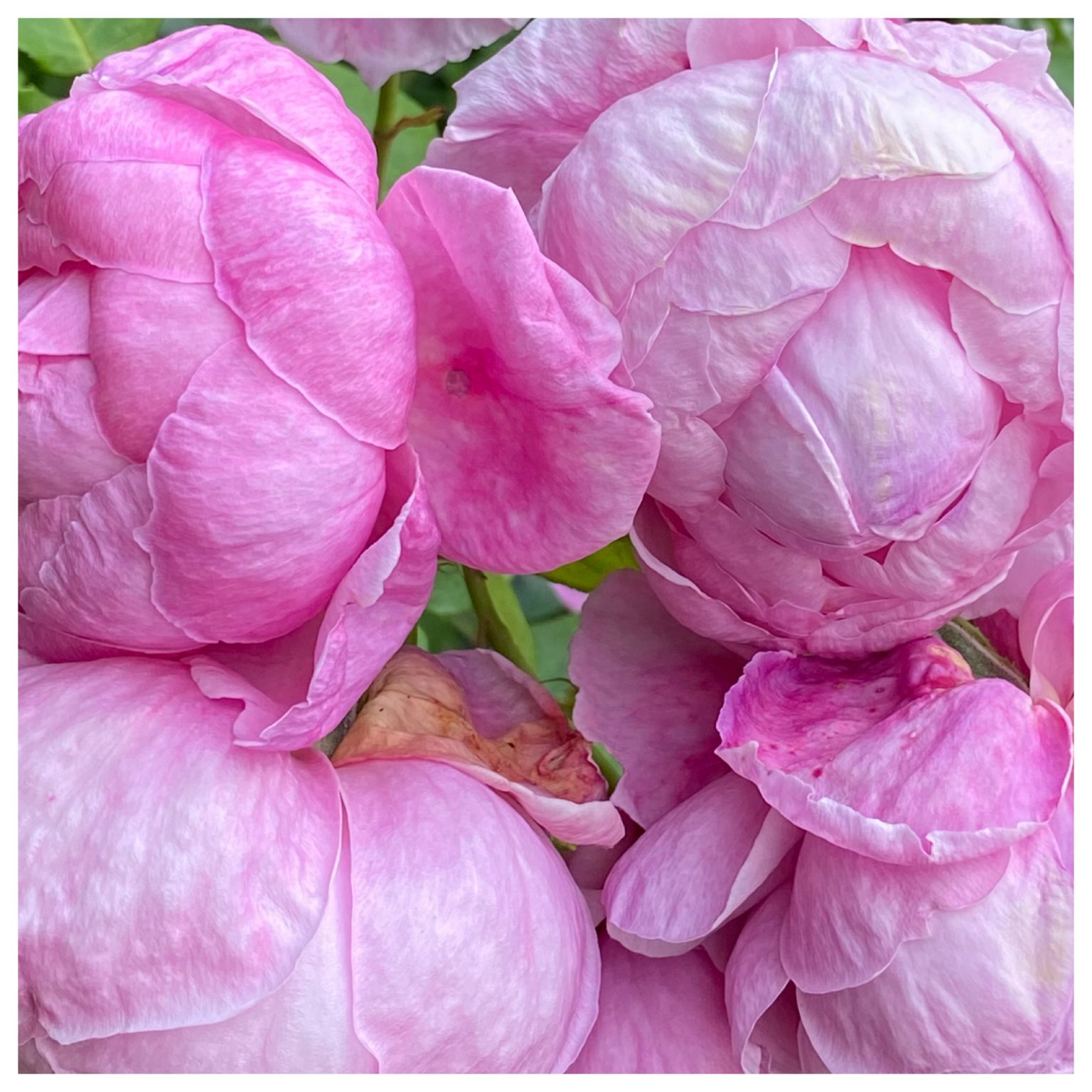 The Amazing Akao Herb And Rose Garden In Atami, Japan And Are We Nearly ...