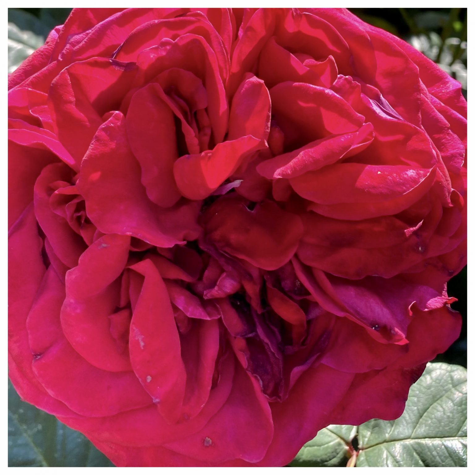 The Amazing Akao Herb And Rose Garden In Atami, Japan And Are We Nearly ...