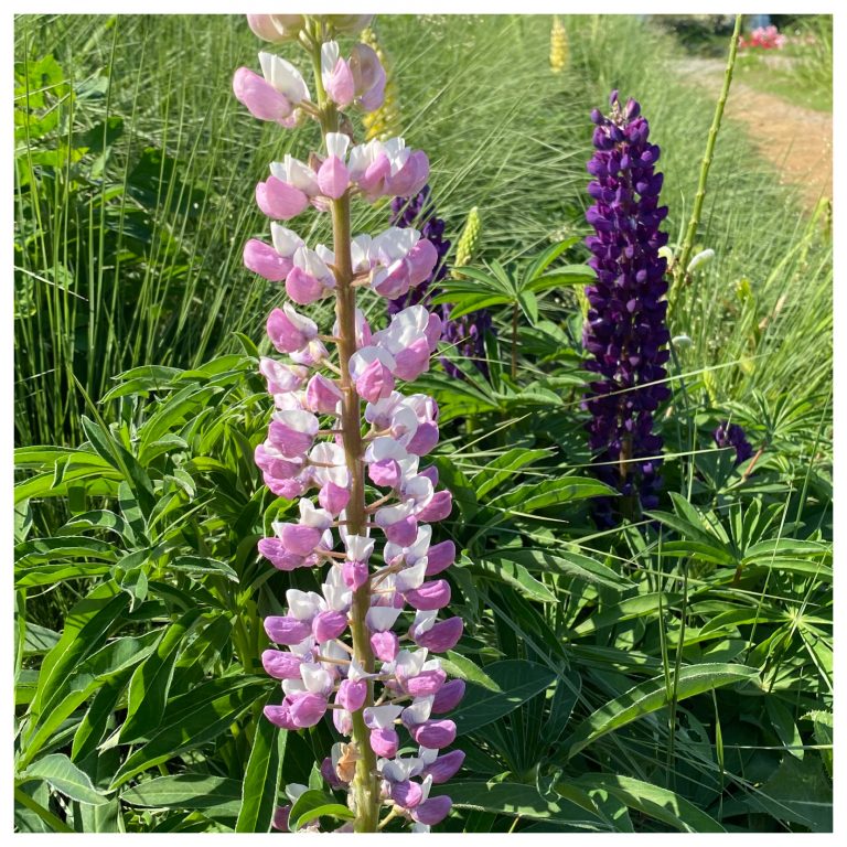 The Amazing Akao Herb And Rose Garden In Atami, Japan And Are We Nearly ...