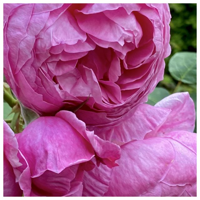 The Amazing Akao Herb And Rose Garden In Atami, Japan And Are We Nearly ...