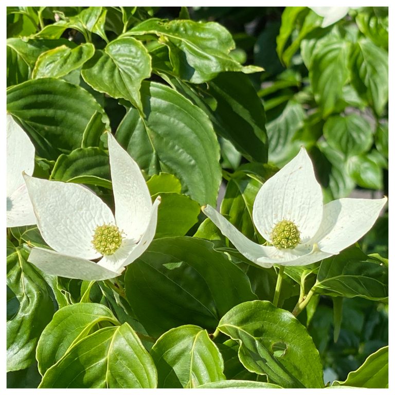 The Amazing Akao Herb And Rose Garden In Atami, Japan And Are We Nearly ...