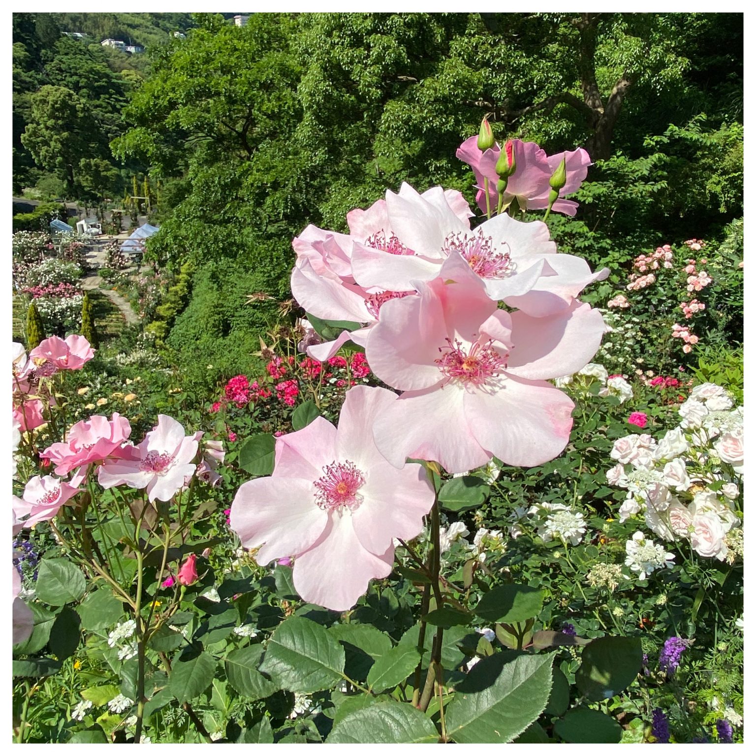 The Amazing Akao Herb And Rose Garden In Atami, Japan And Are We Nearly ...