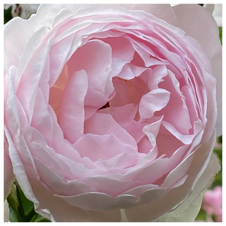 The Amazing Akao Herb And Rose Garden In Atami, Japan And Are We Nearly ...