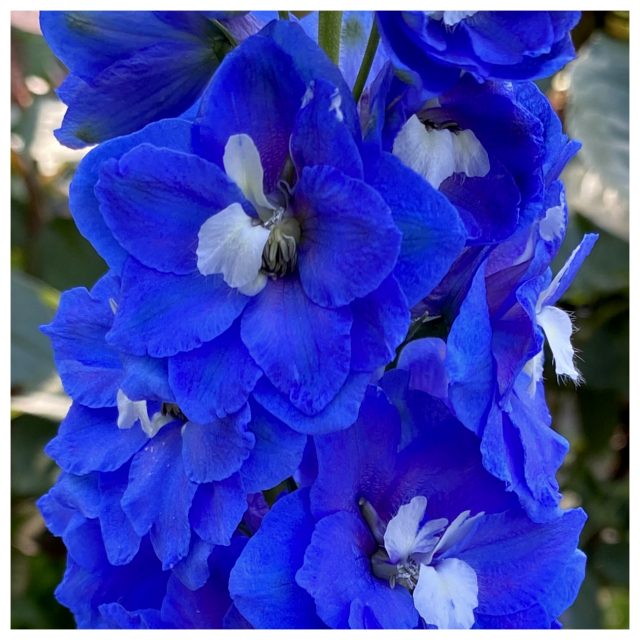 The Amazing Akao Herb And Rose Garden In Atami, Japan And Are We Nearly ...