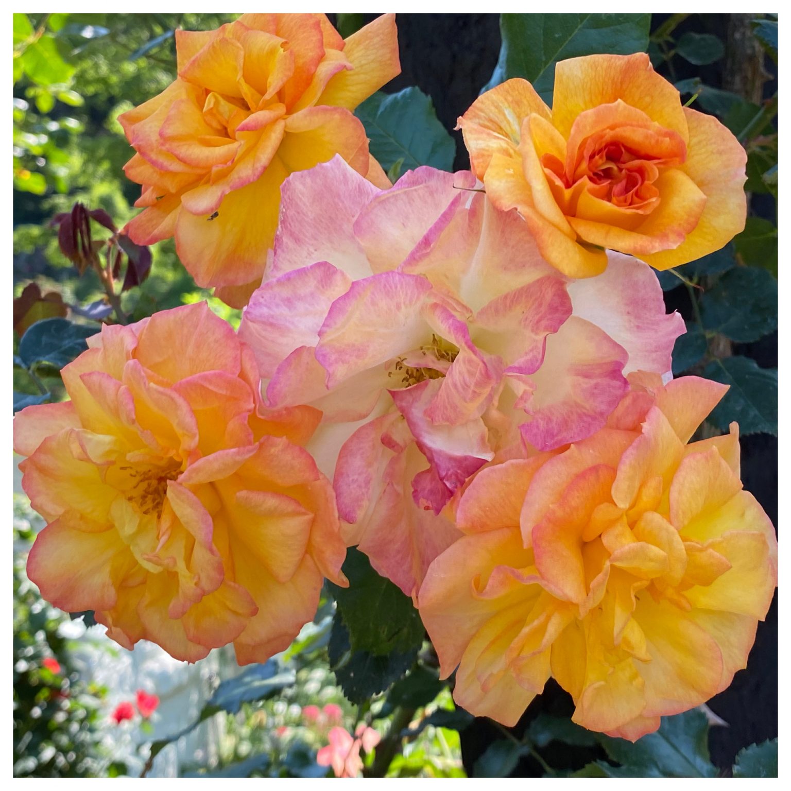 The Amazing Akao Herb And Rose Garden In Atami, Japan And Are We Nearly ...