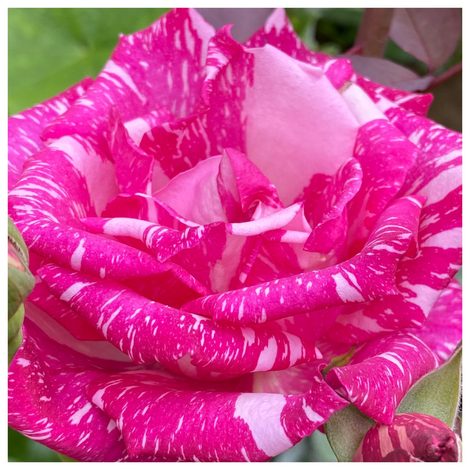 The Amazing Akao Herb And Rose Garden In Atami, Japan And Are We Nearly ...