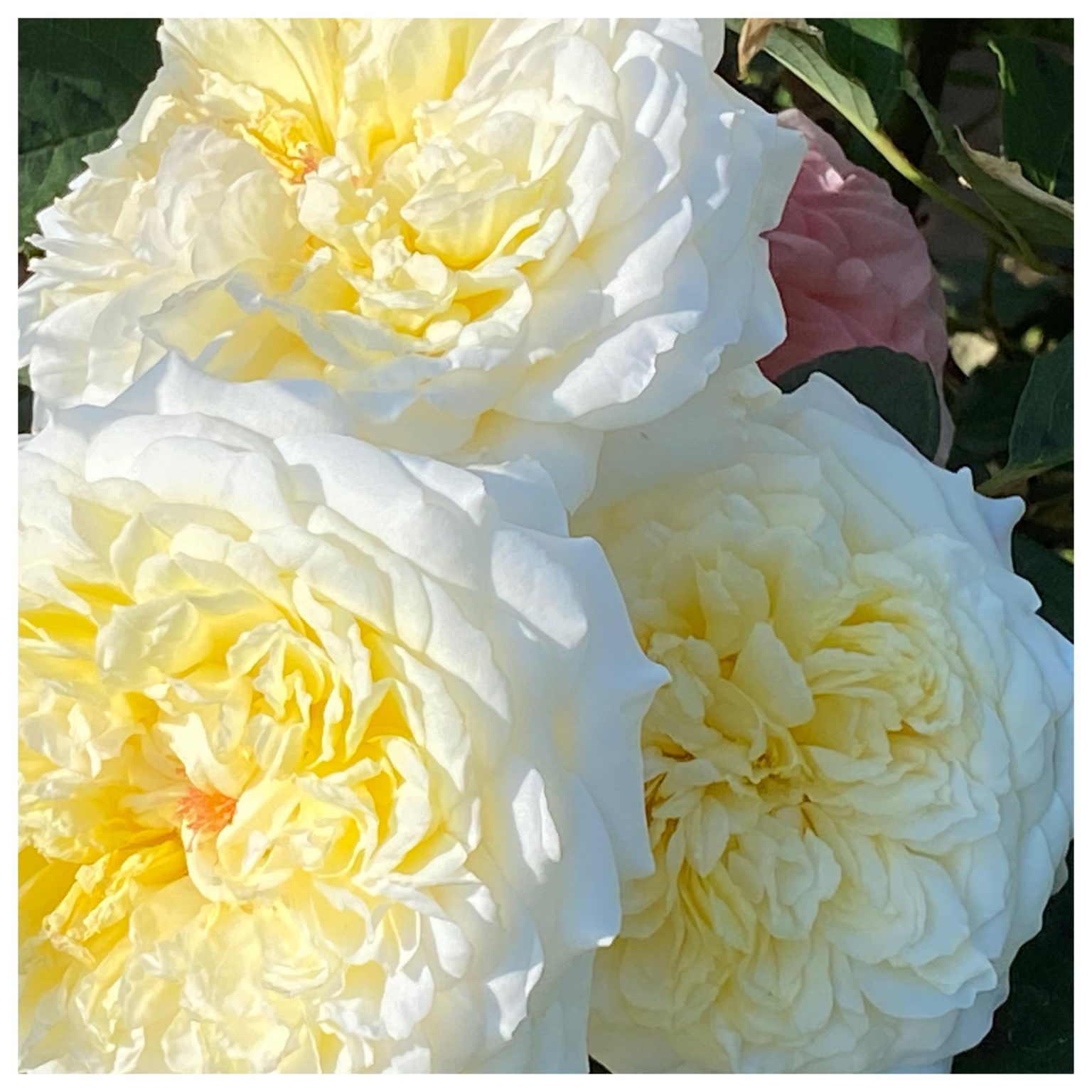 The Amazing Akao Herb And Rose Garden In Atami, Japan And Are We Nearly ...