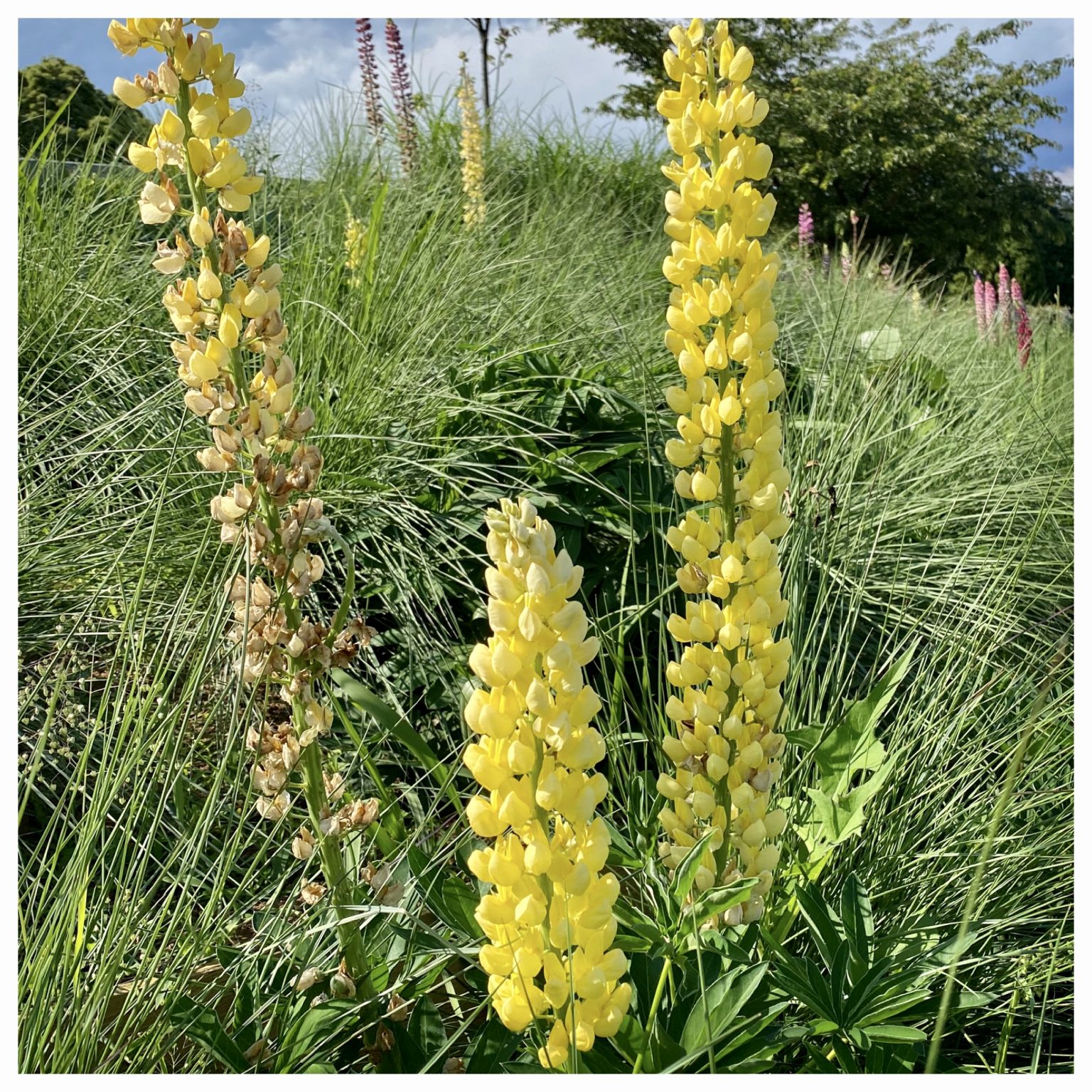 The Amazing Akao Herb And Rose Garden In Atami, Japan And Are We Nearly ...