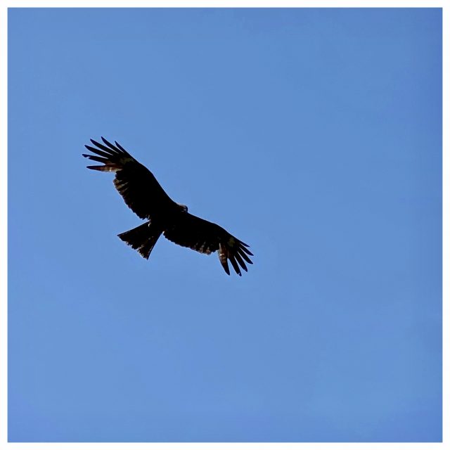 The Amazing Akao Herb And Rose Garden In Atami, Japan And Are We Nearly ...