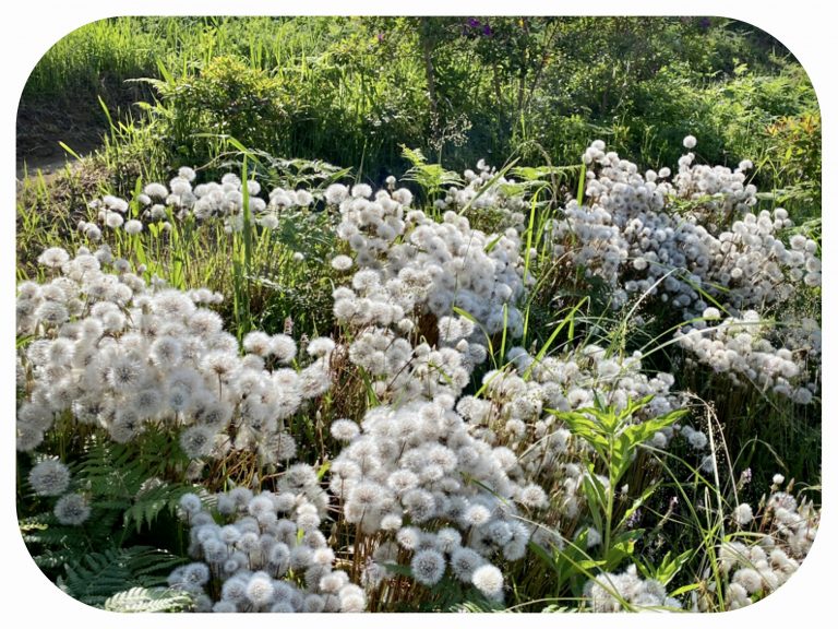 The Amazing Akao Herb And Rose Garden In Atami, Japan And Are We Nearly ...