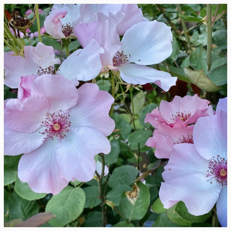 The Amazing Akao Herb And Rose Garden In Atami, Japan And Are We Nearly ...