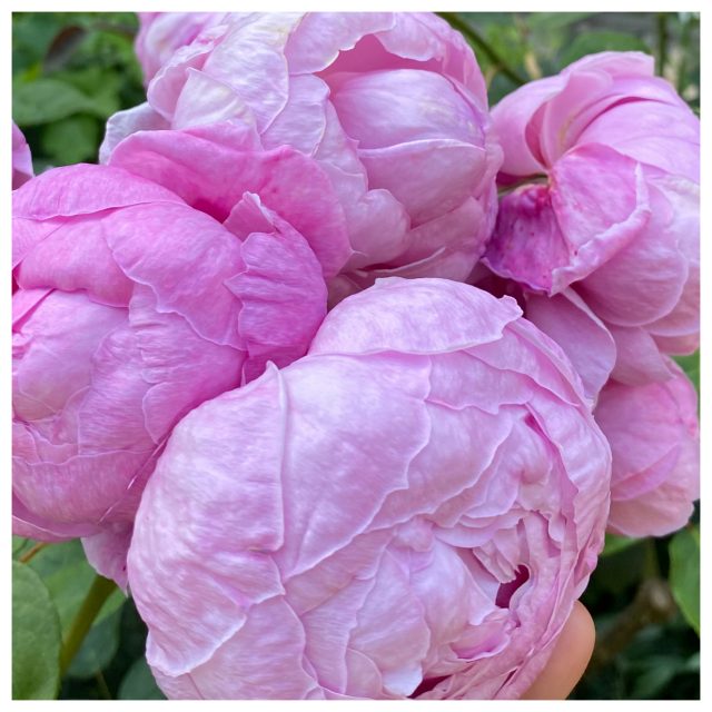 The Amazing Akao Herb And Rose Garden In Atami, Japan And Are We Nearly ...