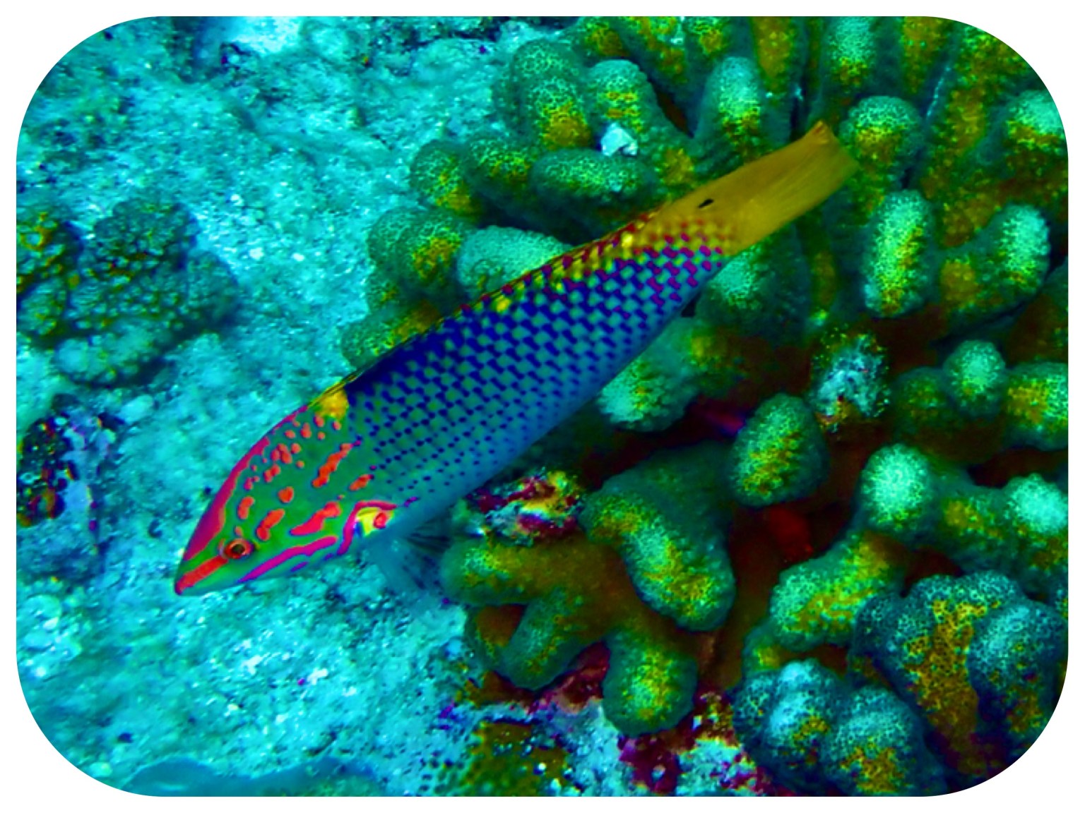 Diving In The Kudahuvadhoo Channel, Maldives | Tali Landsman