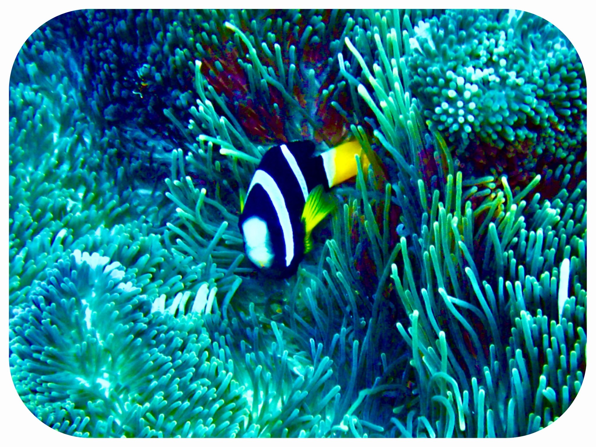 Diving In The Kudahuvadhoo Channel, Maldives | Tali Landsman