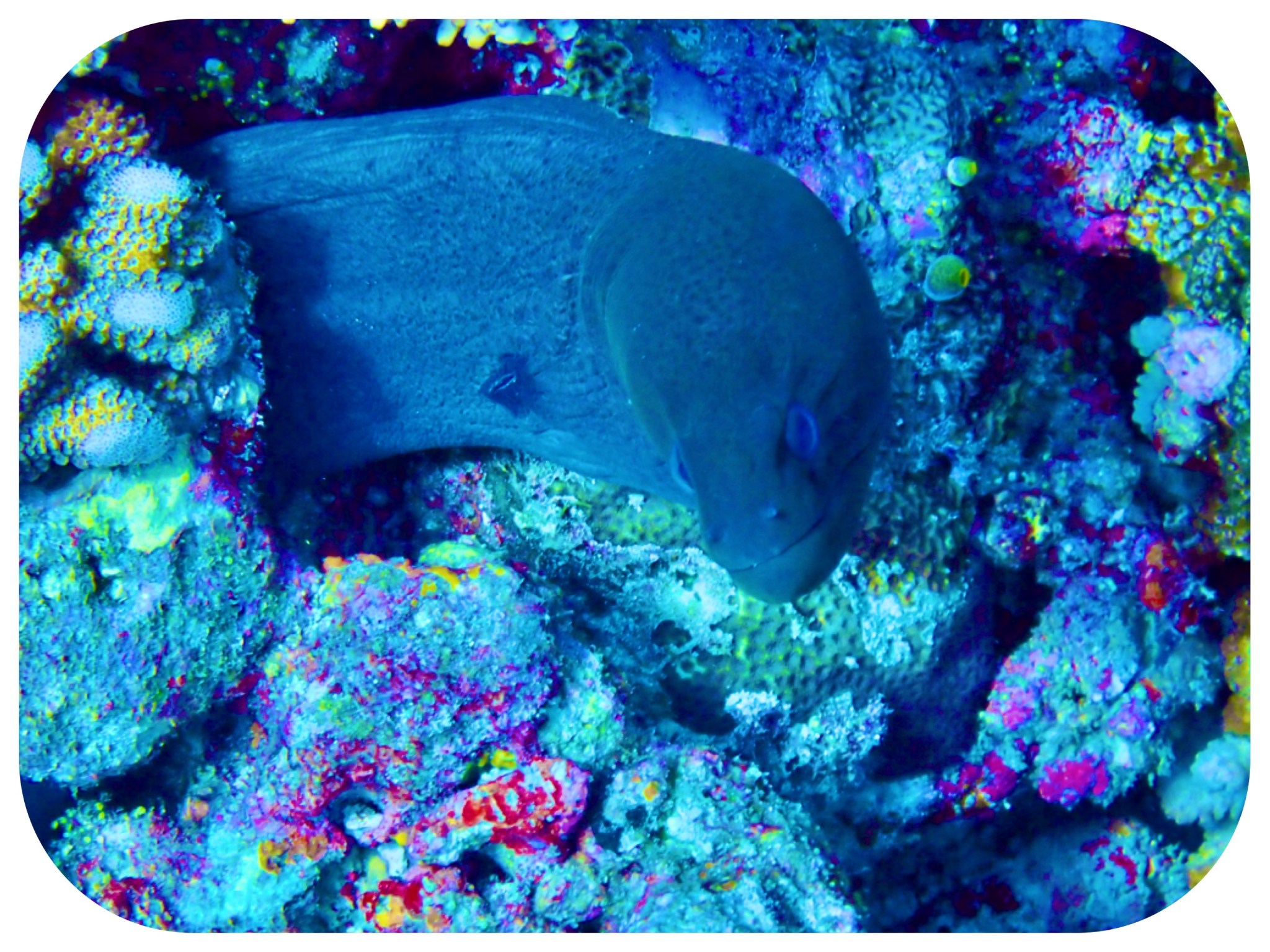 Diving In The Kudahuvadhoo Channel, Maldives | Tali Landsman