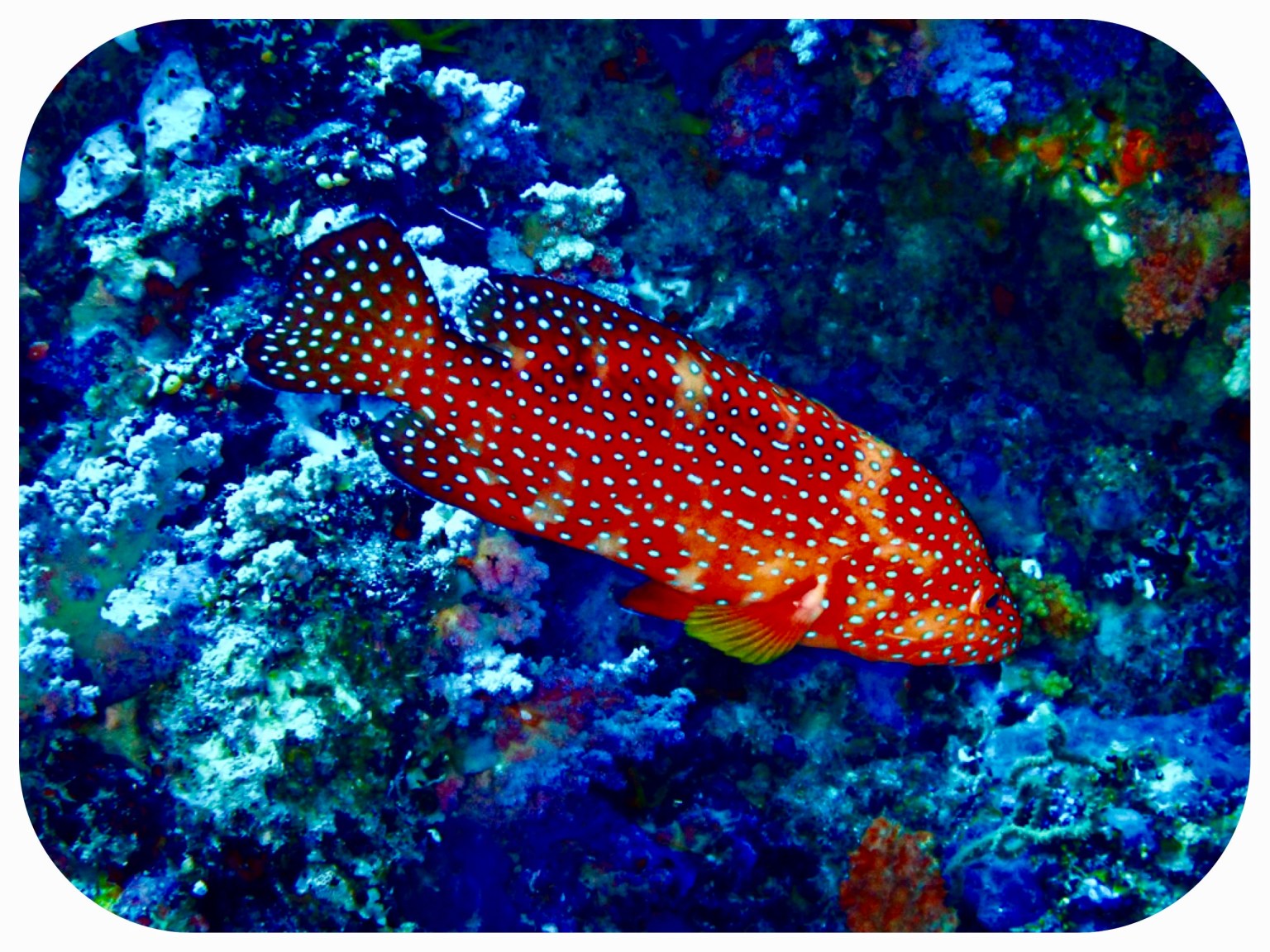 More Photos From The Kudahuvadhoo Channel, Maldives | Tali Landsman