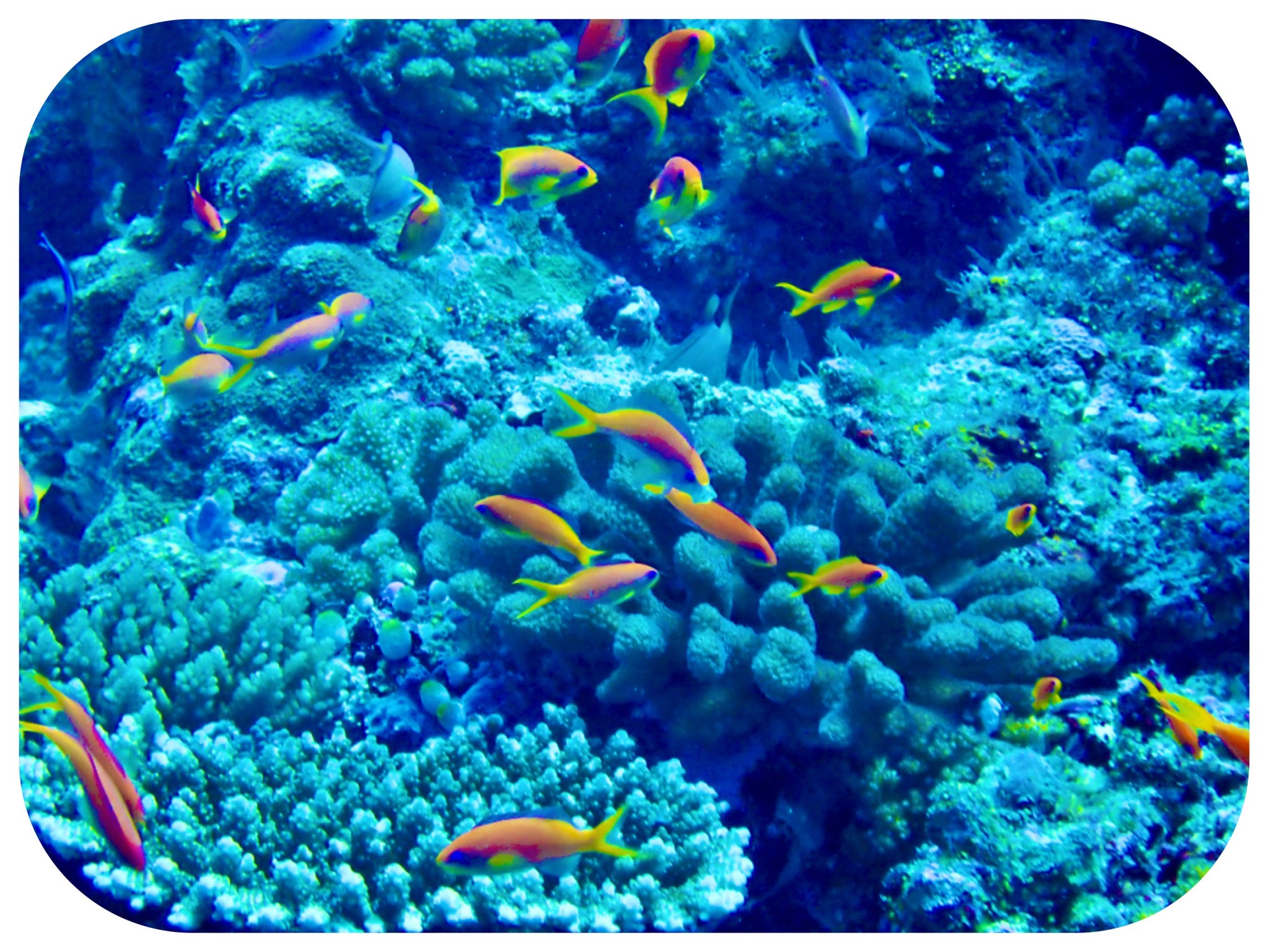 Diving In The Kudahuvadhoo Channel, Maldives | Tali Landsman